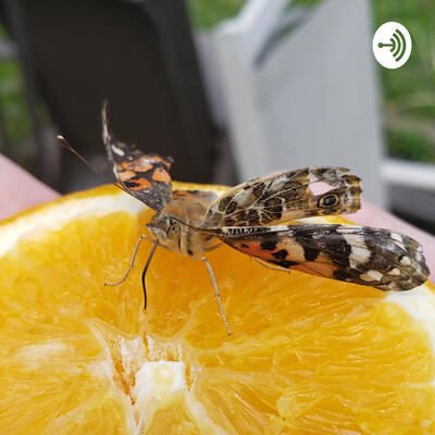 Election Craziness - POGO FM