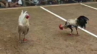 Patrick Antonio(Talisayin) VS Eric Dela Rosa / Atong Ang(Dalusapi ...