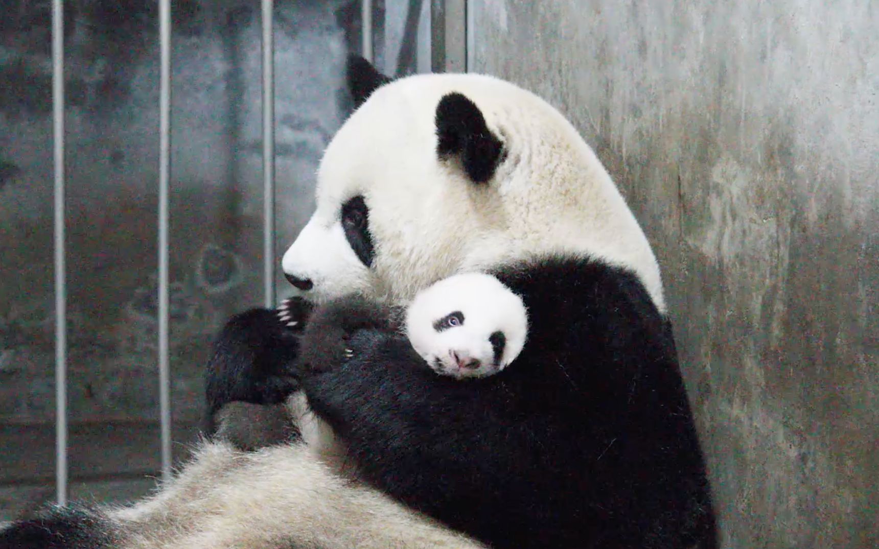 Panda Baby And Mom