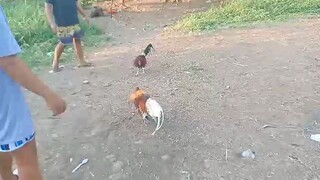 Red Kelso vs Dalusapi spar - BiliBili