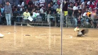 sagupaan patrick antonio wsc champion feb1 23 using greya - BiliBili