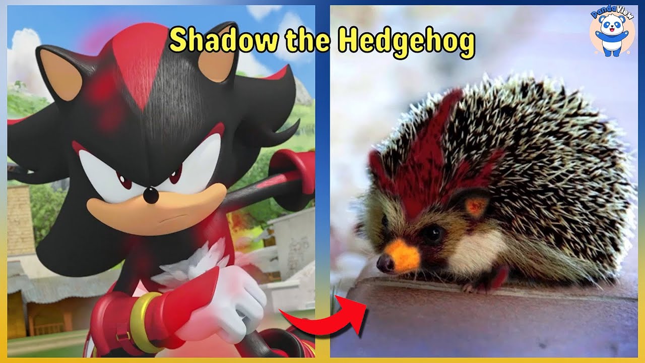 Shadow The Hedgehog In Real Life