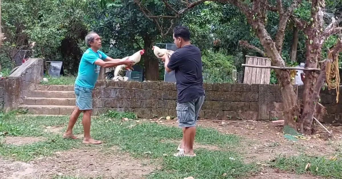 Pure Swhite VS Joe Goode Grey Arayata Dom Cross - Bilibili