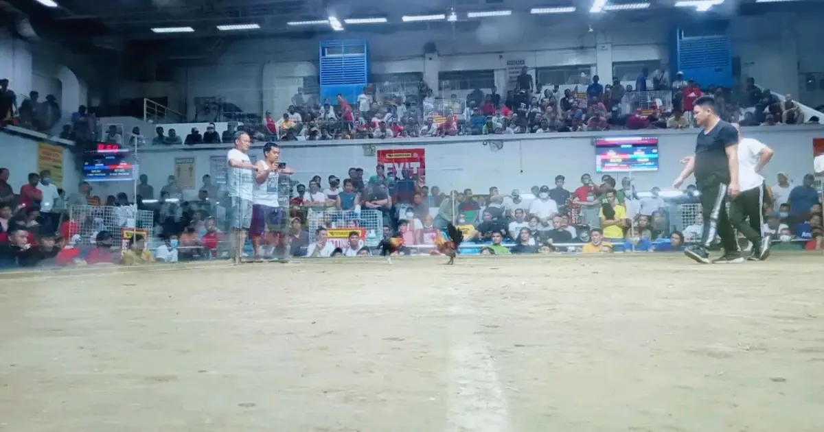 Pasay cockpit arena first fight talo Tayo mga idol - Bilibili