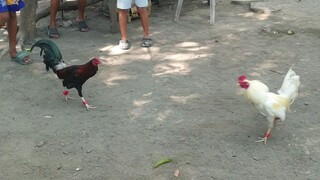 Red Kelso vs Dalusapi spar - BiliBili