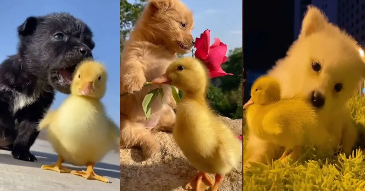 Baby Duck And Puppies Running | Cute Chicken And Kittens | Funny Duck Run - Bilibili