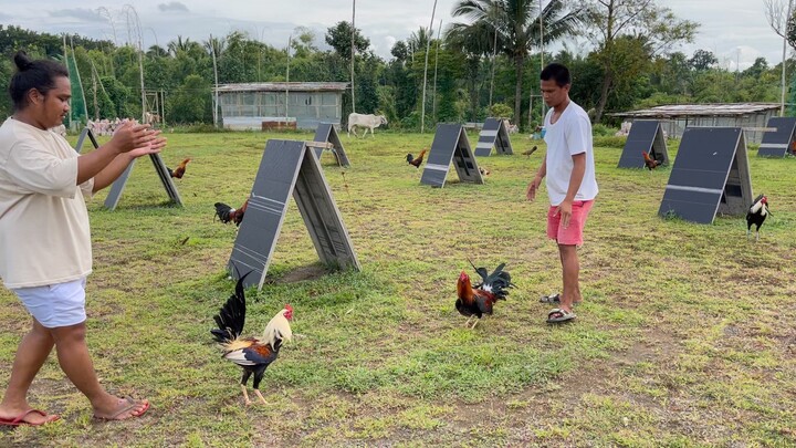 Sabong pinas's space - Bilibili