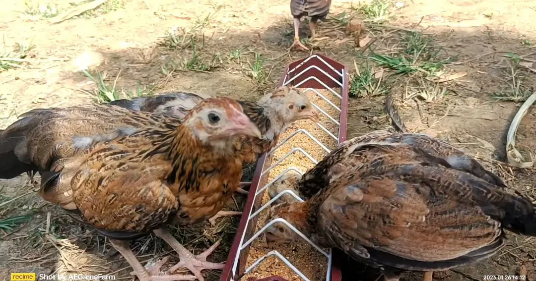 Boston Escolin & Golden boy AEJ 🥰 - Bilibili