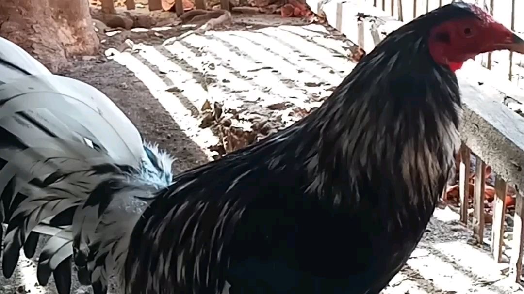 White Butcher Gamefowl