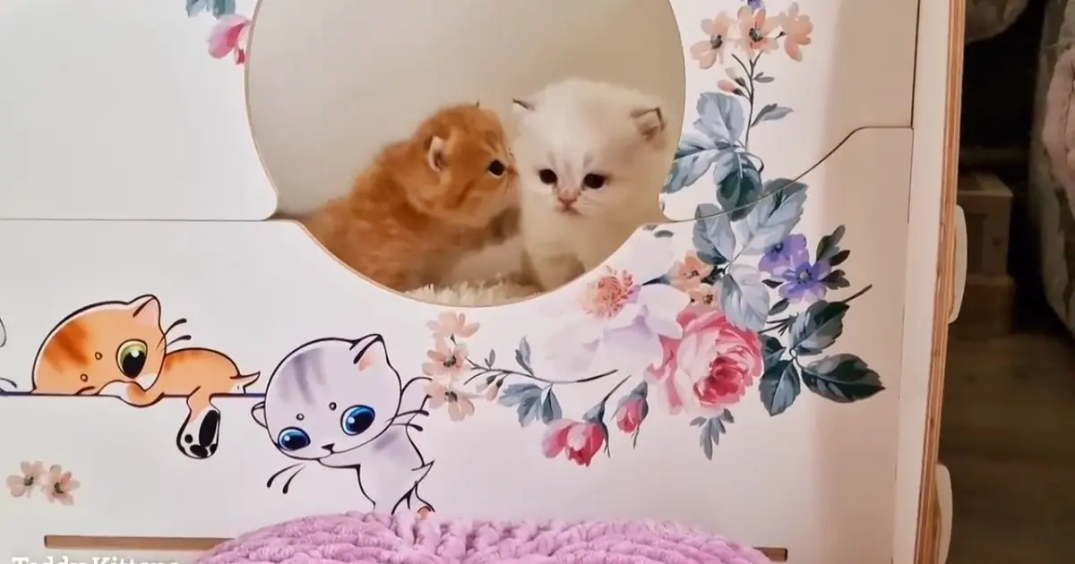 Kittens trying to get out of their nest After birth 🥰. anmie kittens ...