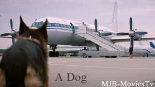 A Dog Named Palma (2021) 1080p with ENGLISH subtitle - BiliBili