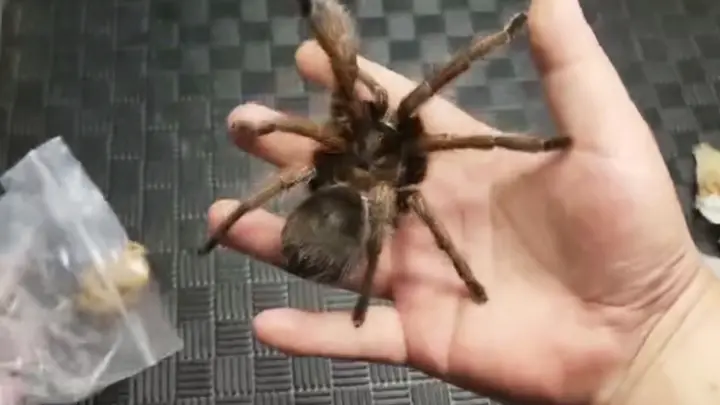 Camel Spider Size Comparison
