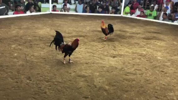 ApoNgMamayGatchoGf's space - Bilibili