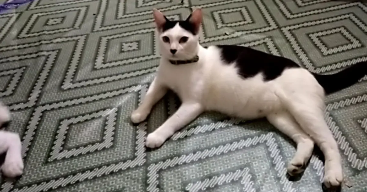 funny or cute cat - Bilibili