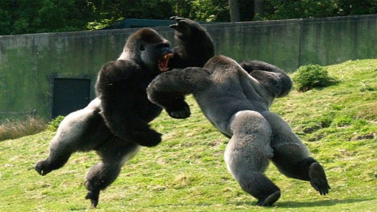 Gorilla Attack Human