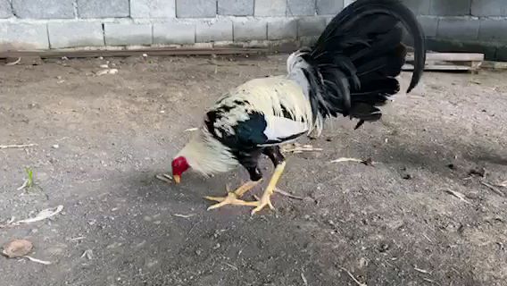 Joe Goode Grey Gamefowl