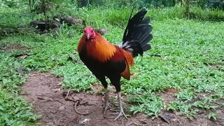 high action hatch 1x winner - BiliBili