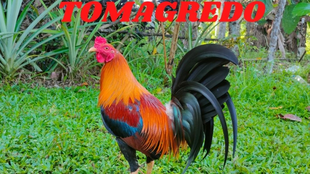 Blueface Rooster