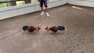 My Mt.Banahaw Gamefarm Duke Hulsey Lemon and Super Brownred - BiliBili