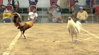 Renmil: SALPUKAN Early Bird 2-Stag Elims - BiliBili