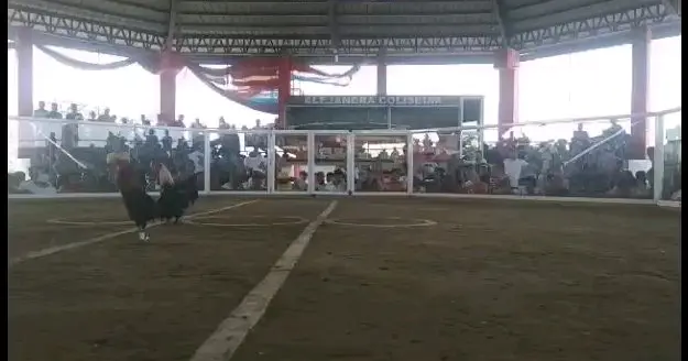 Mabutas kaya ng bubuyog ang puno ng talisay?? - Bilibili