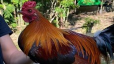 COLONEL GIVENS HATCH BROODSTAG || ENG Ragamak Gamefarm - BiliBili