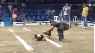 IMPERIAL GAMEFARM "JUNJUN PE" Melsim Black - BiliBili