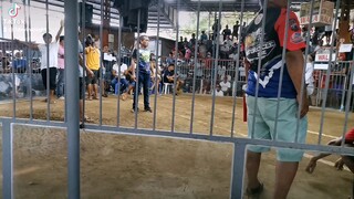 WPC SABONG PINAS - BiliBili