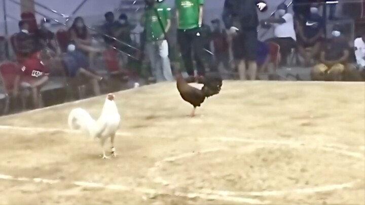 Renmil Gamefowls's space - BiliBili