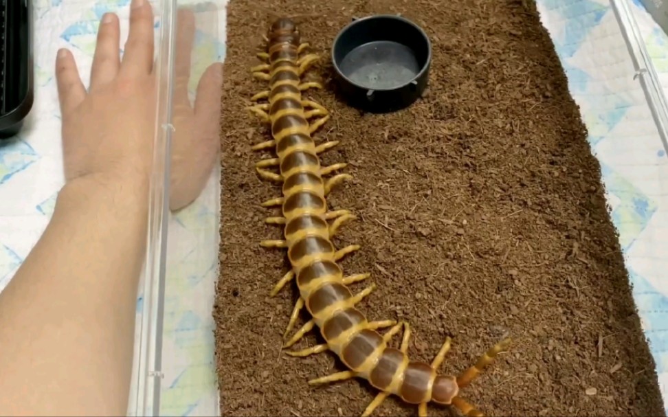 Giant Centipede Eating Mouse