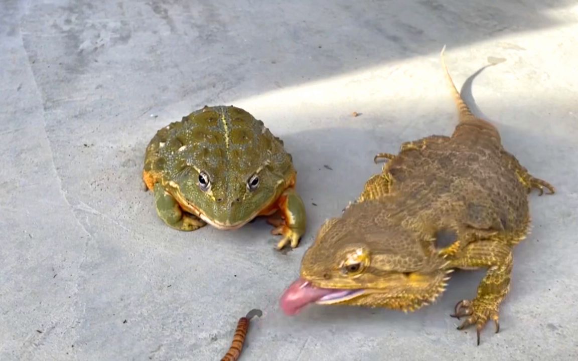Frog Eats Lizard