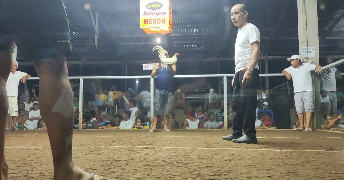 white 2nd fight 2hits ulutan cham🏆🏆 unscratched - Bilibili