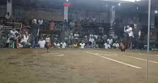 3cock derby last fight day champ - Bilibili