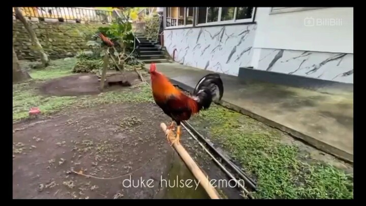 HmaBanahawPalawan's space - Bilibili