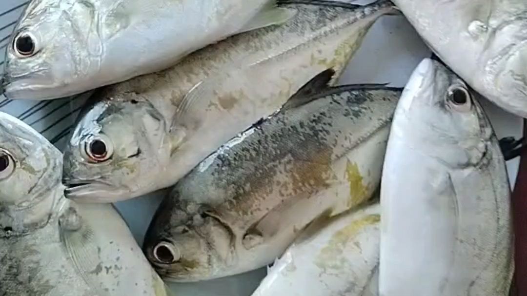 Talakitok Fishing Trevally [Talakitok] | Catch And Released | Inshore