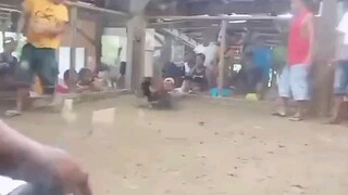 .win dalusapi - BiliBili