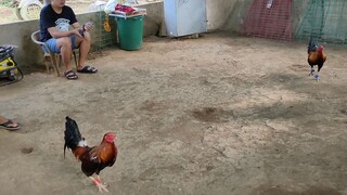 straight duke hulsey lemon... - BiliBili