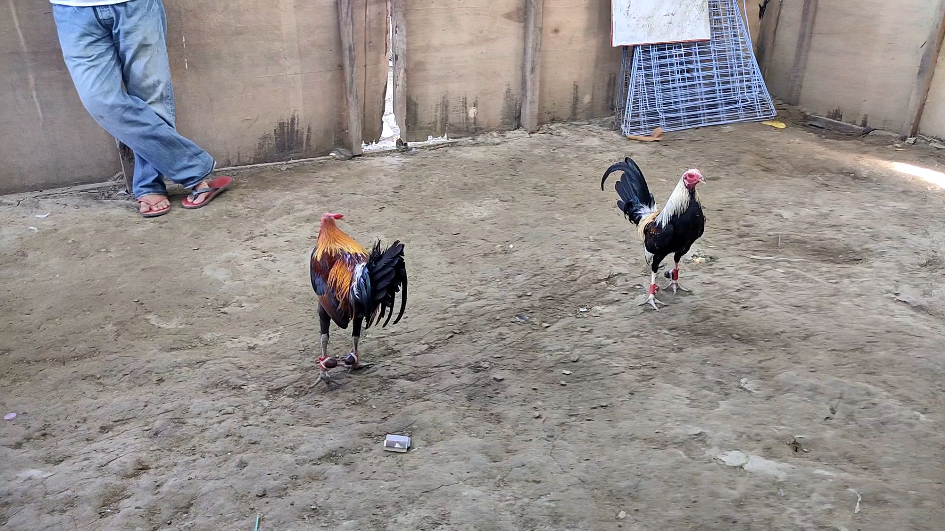 Joe Goode Grey Gamefowl