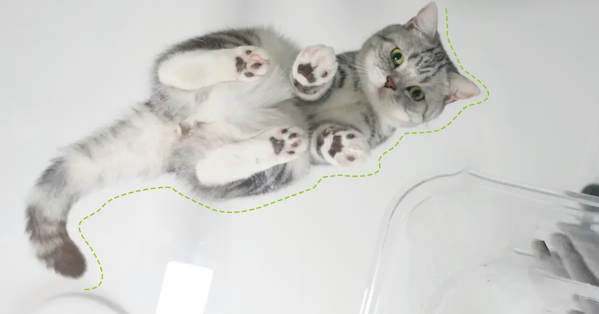 Cat Under Glass Table