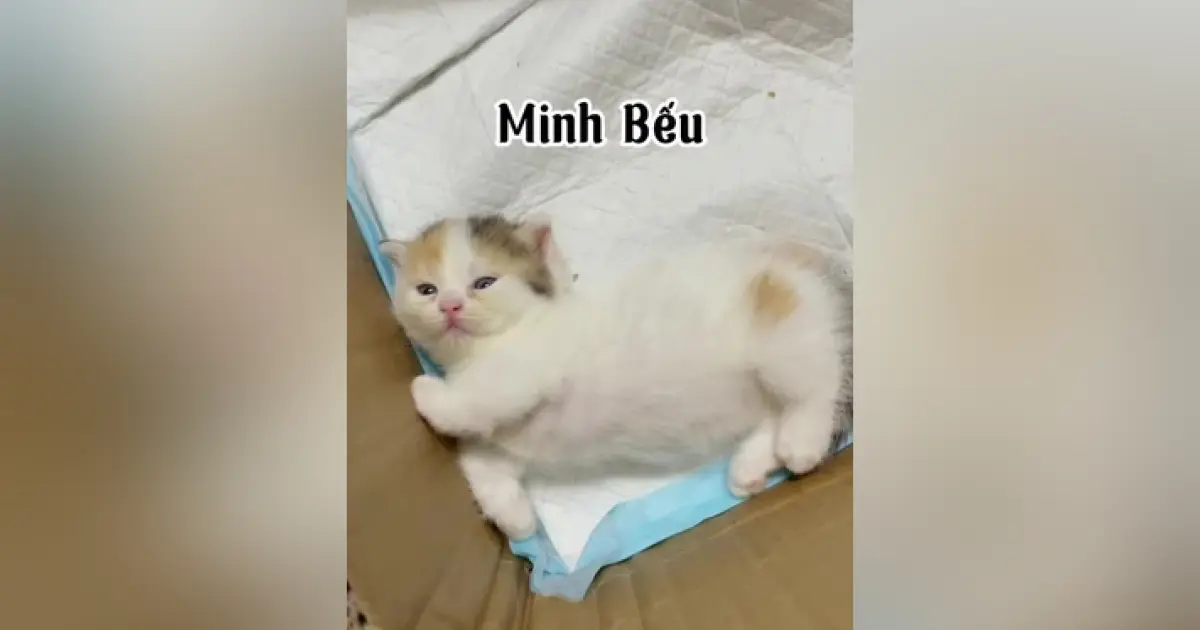 Minh Kon Tum Bếuuuuu cat mèo - Bilibili