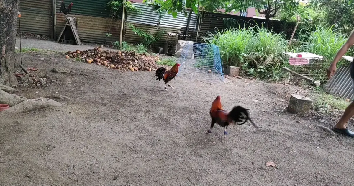 boston sweater vs sweater hatch - Bilibili