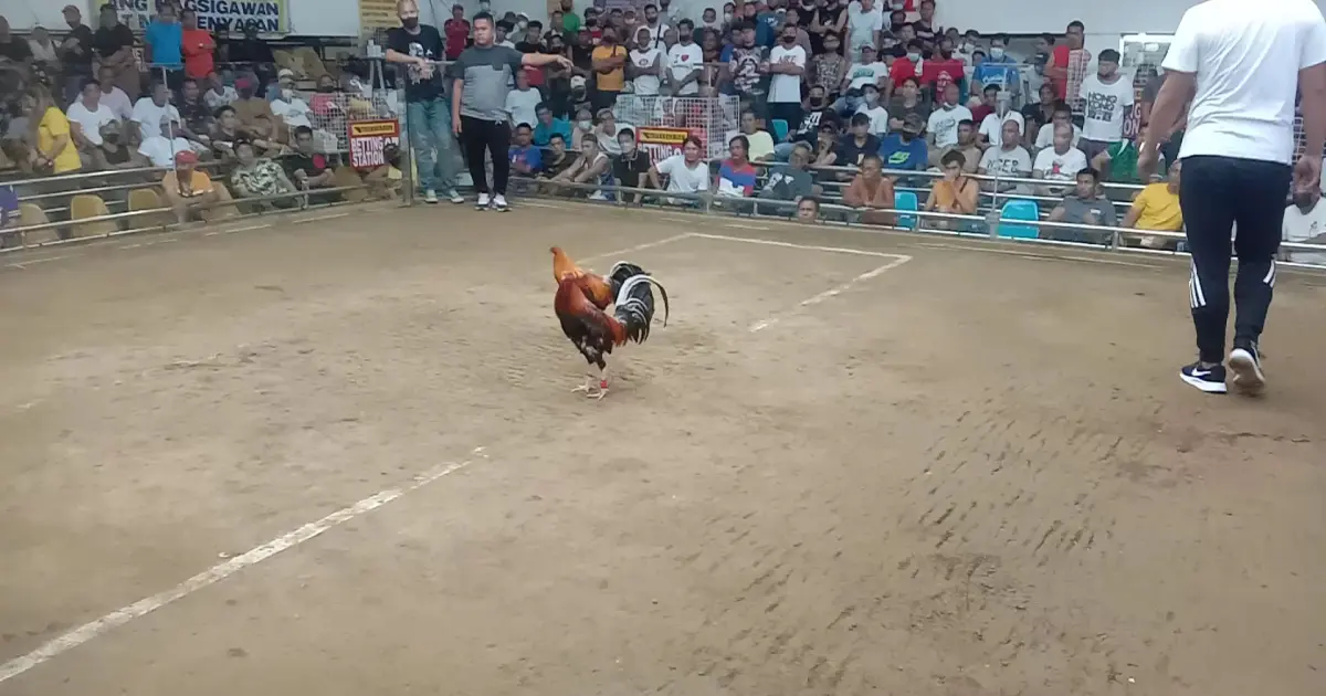 pangatlong panalo sa pasay cockpit arena - Bilibili