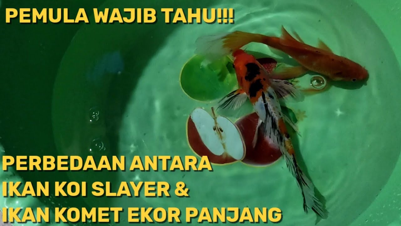 Ikan Koi Slayer