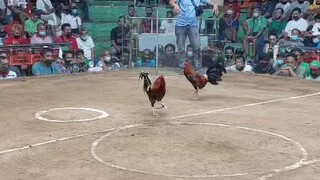 my 5k sweater broodcock - BiliBili