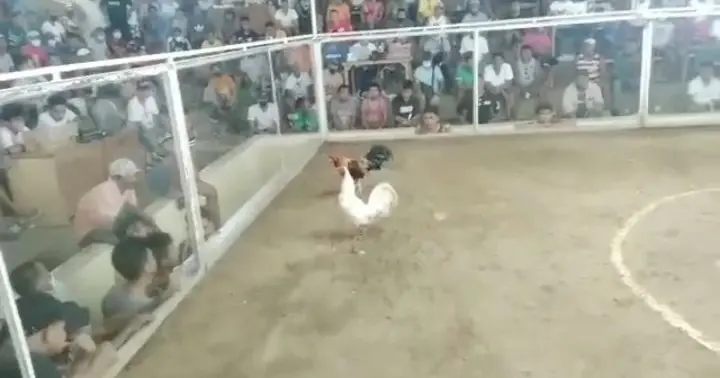 FIRST FIGHT FASTEST KILL DALUSAPI 7stag derby - Bilibili