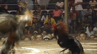 Classic Sabong Fights... Mayor Juancho Aguire vs. Boy Gamilla President ...