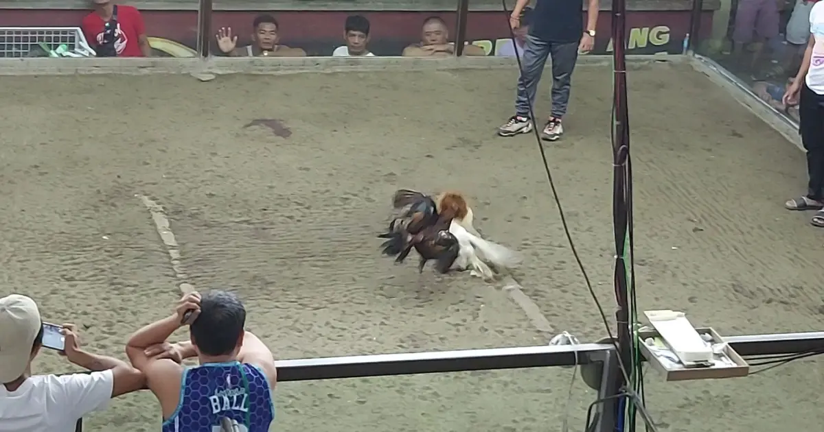 4th win ni dalusapi 😁 - Bilibili