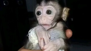 2 baby monkeys in good hands. The carpet is ready to have some fun. - BiliBili