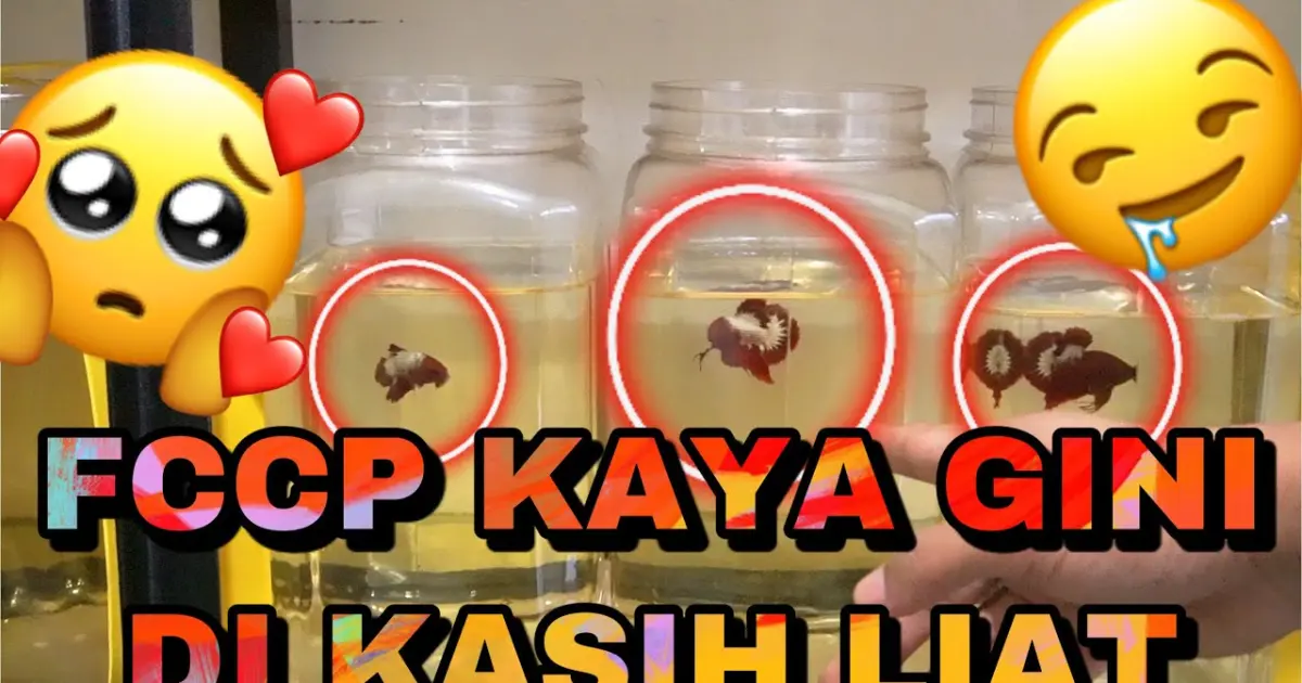 KITA PANTAU FCCP EQUATOR BETTA 🤫🤫🤫 - Bilibili