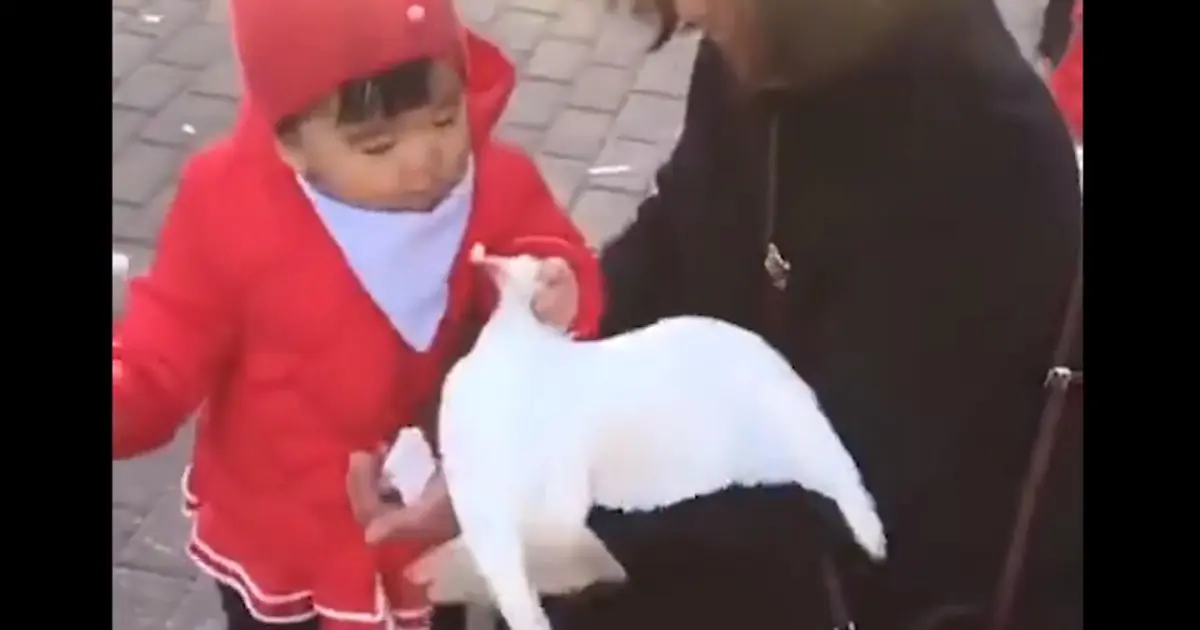 Young kids funny video compilation! - Bilibili